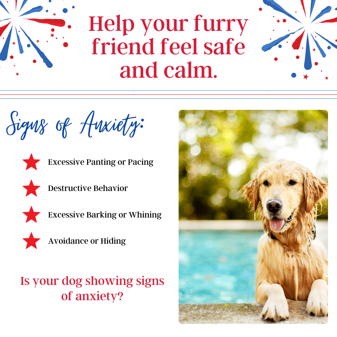 Keeping Your Pets Safe This 4th Of July: Heat & Firework Safety Tips ...